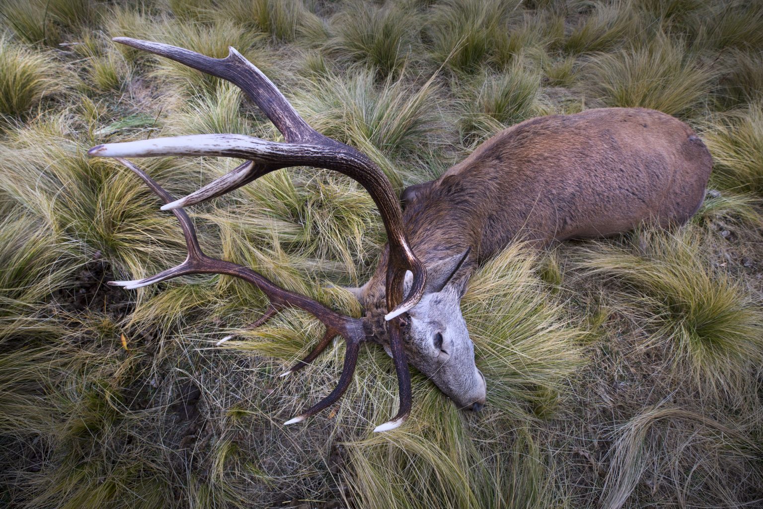 Patagonia Red Stag Hunts Tipiliuke - Trophy Red Stag Hunting