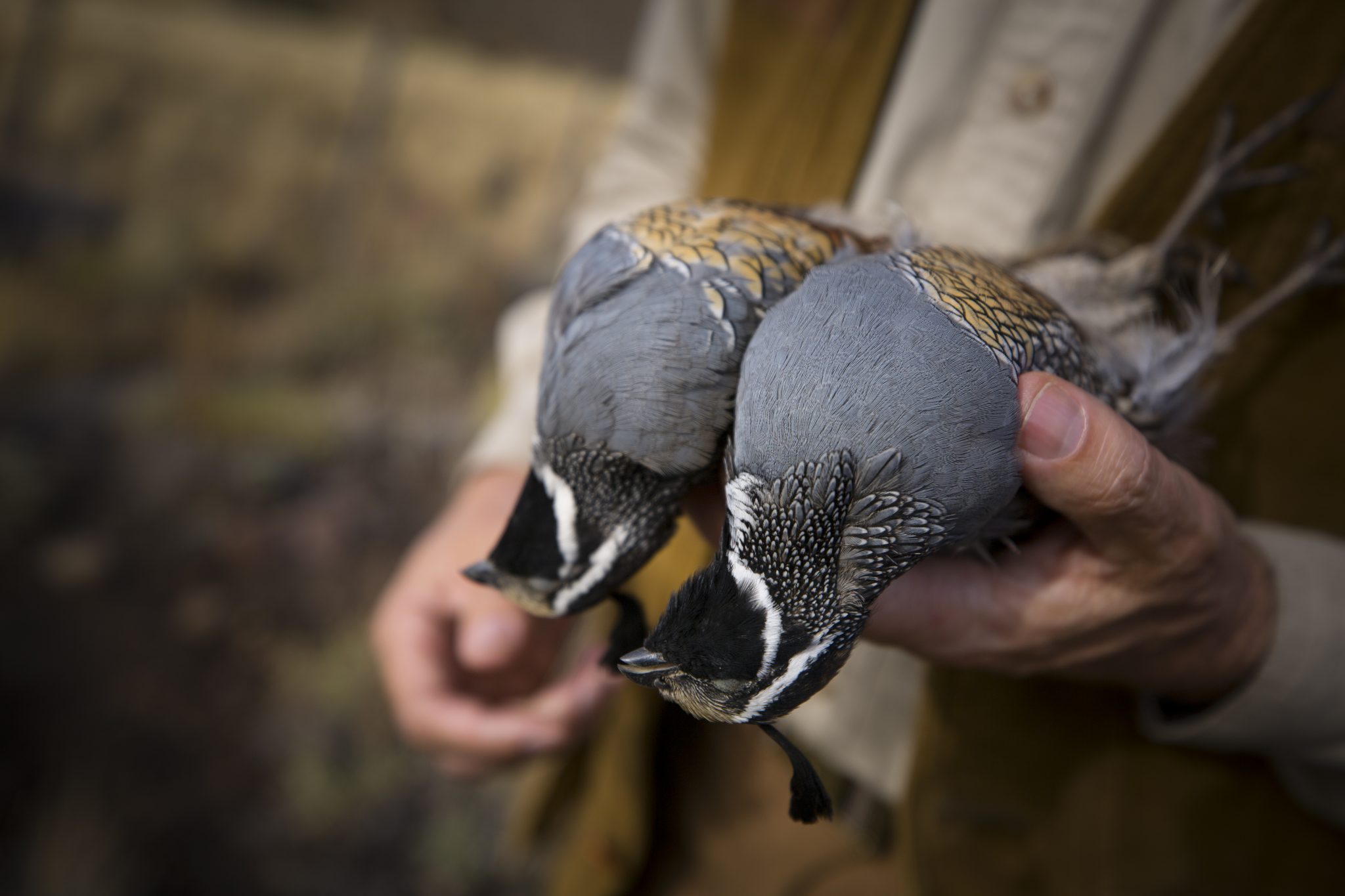 Patagonia Wild Quail Hunts - Quail Hunting Guide & Outfitter