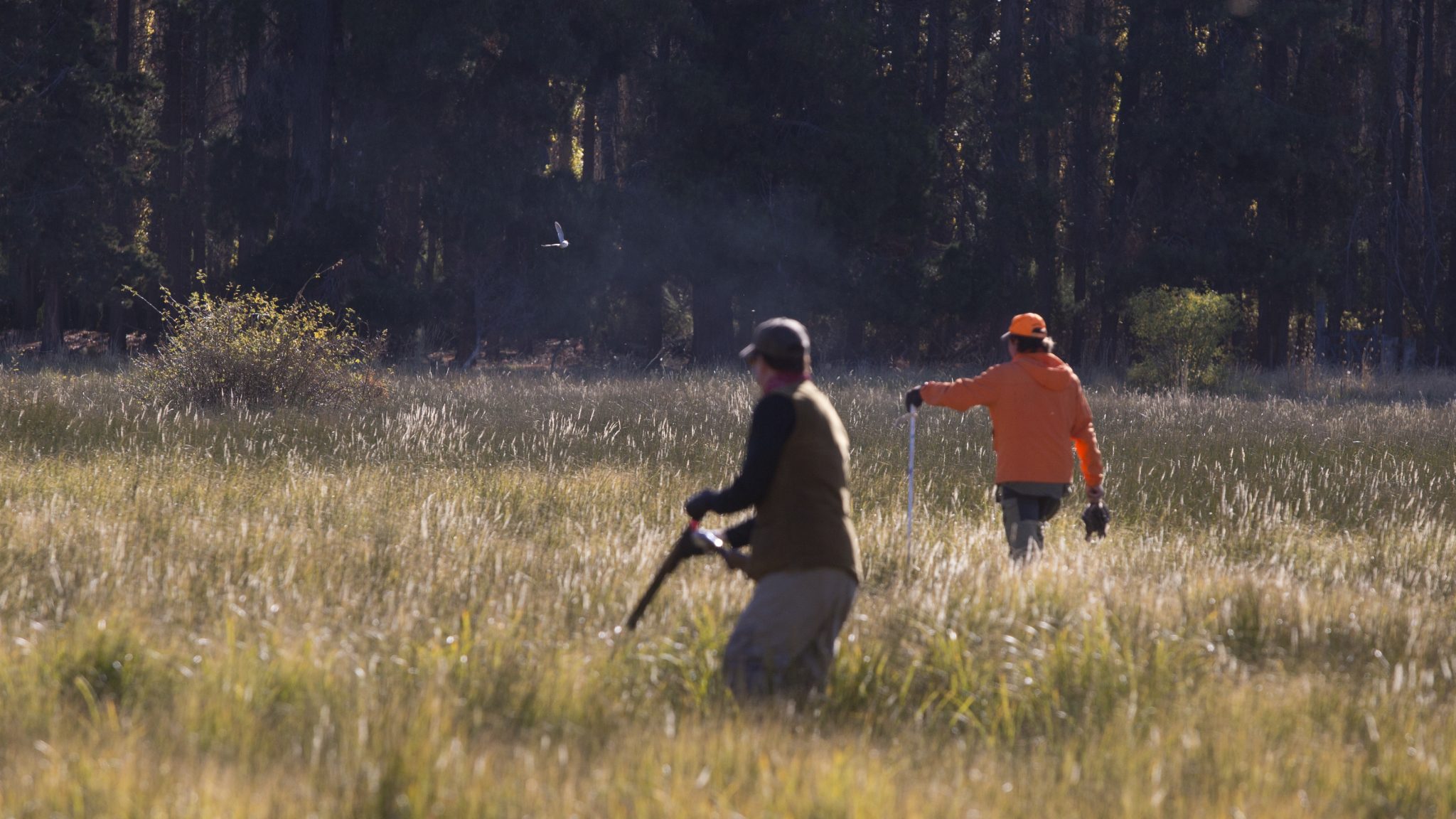 Patagonia Wild Quail Hunts - Quail Hunting Guide & Outfitter
