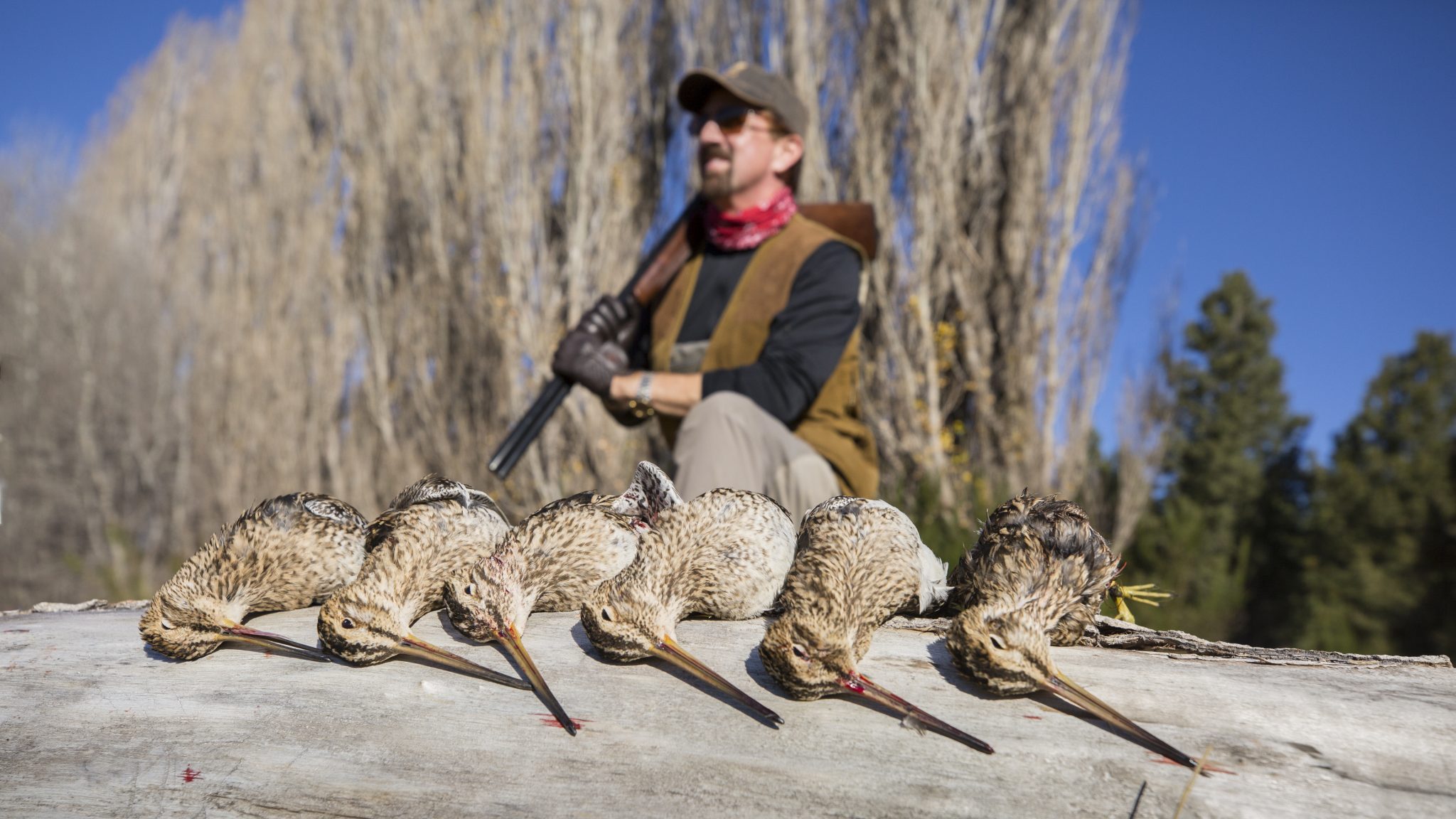 Patagonia Wild Quail Hunts - Quail Hunting Guide & Outfitter