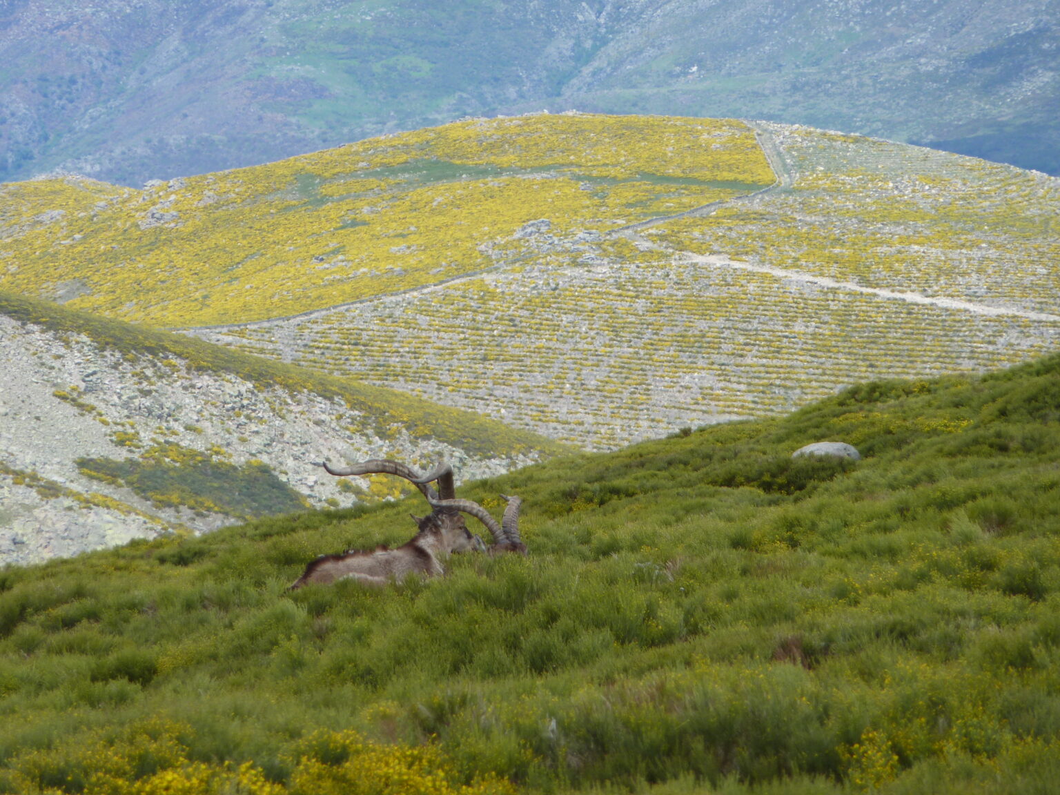 Spain Big Game Hunts - John Burrell's High Adventure Company