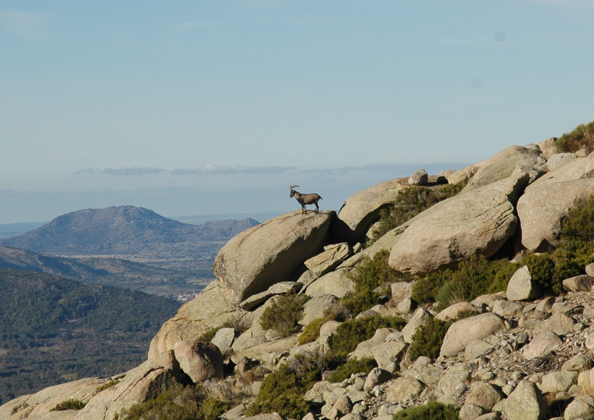 Spain Big Game Hunts - John Burrell's High Adventure Company