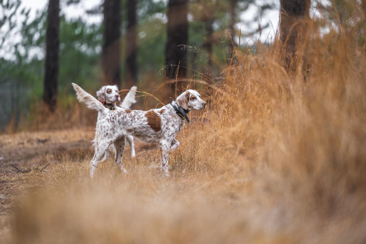 Georgia Quail Hunting - Guided Quail Hunts - High Adventure