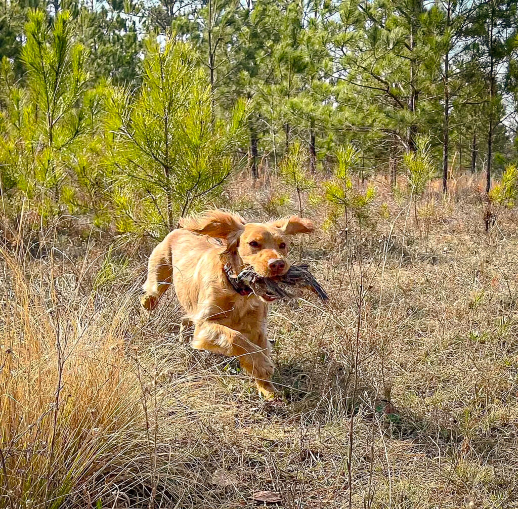 Georgia Quail Hunting - Guided Quail Hunts - High Adventure